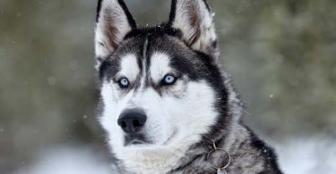 How to Make a Dog Vomit With Salt | What Can Dogs Eat